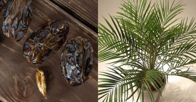 How to Grow a Date Tree from a Date Seed – Cook It