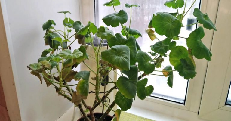 The Reason Why Geranium Leaves Turn Yellow and Dry – Cook It