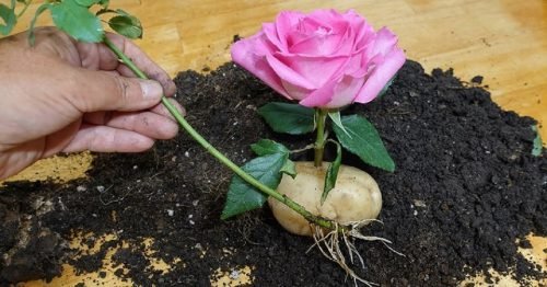 Growing a Rose in a Potato: An Everblooming Flower – Cook It