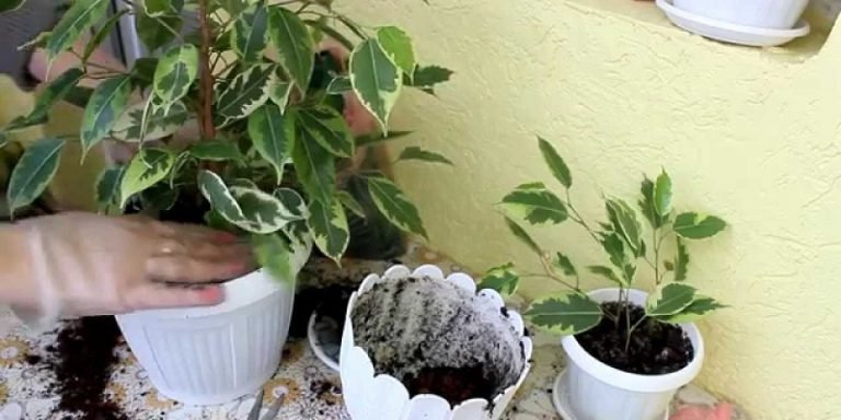 How to Care for a Ficus Tree: Practical Tips – Cook It