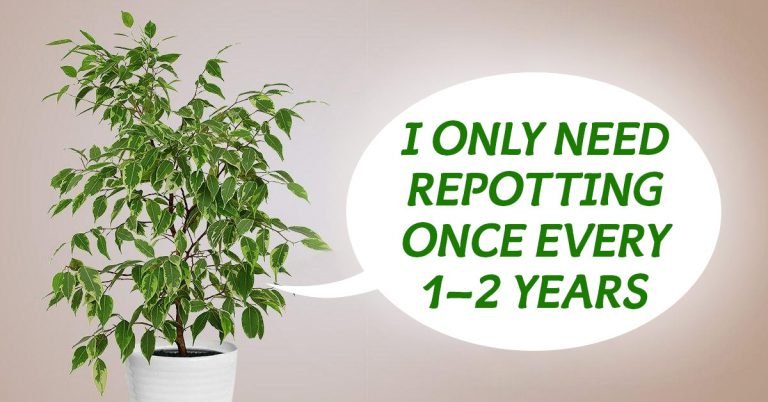 How to Care for a Ficus Tree: Practical Tips – Cook It