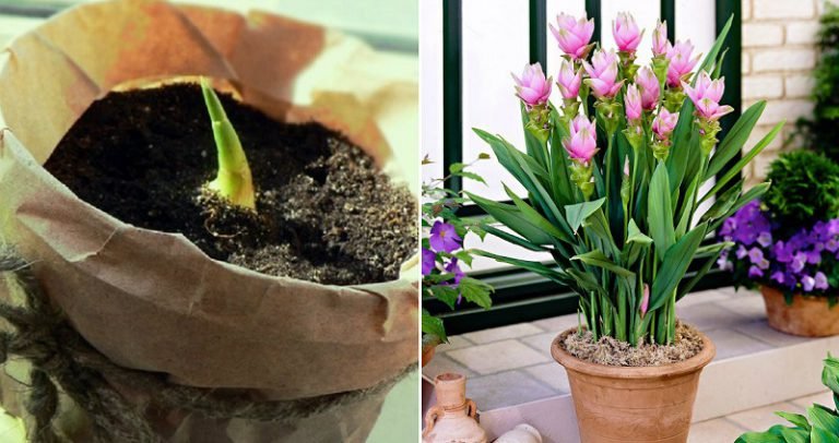 How to Grow Turmeric at Home – Cook It