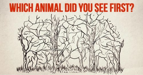 What Do You See in the Picture? – Cook It